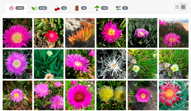 Pl@ntNet: mapas de distribución de flora por ciencia ciudadana - Gis&Beers